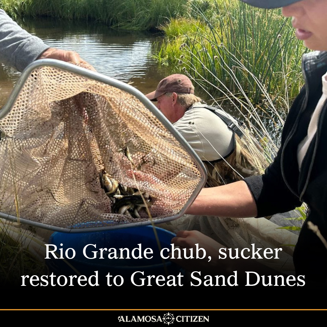 Rio Grande chub and sucker fish restored to Great Sand Dunes - Alamosa ...