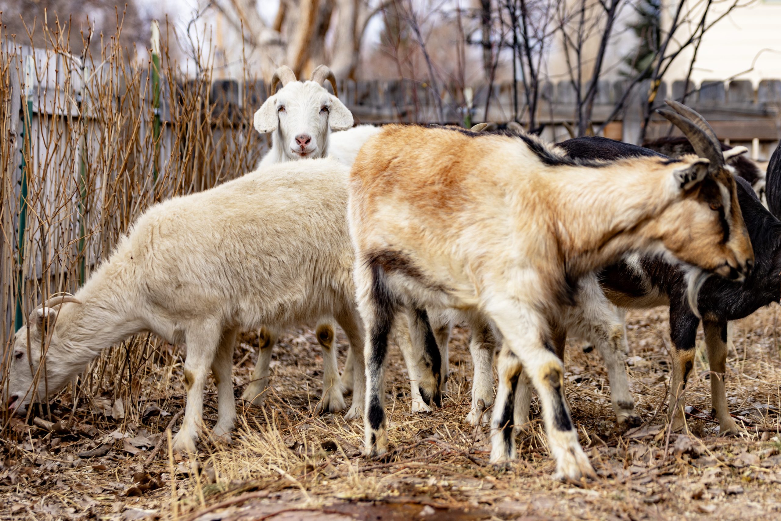 MONDAY BRIEFING | Feb. 19 - Alamosa Citizen