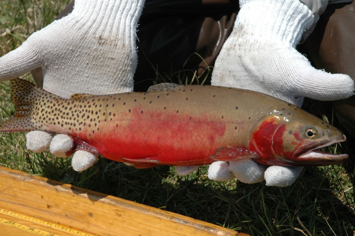 Rio Grande cutthroat trout won’t be on endangered species list ...