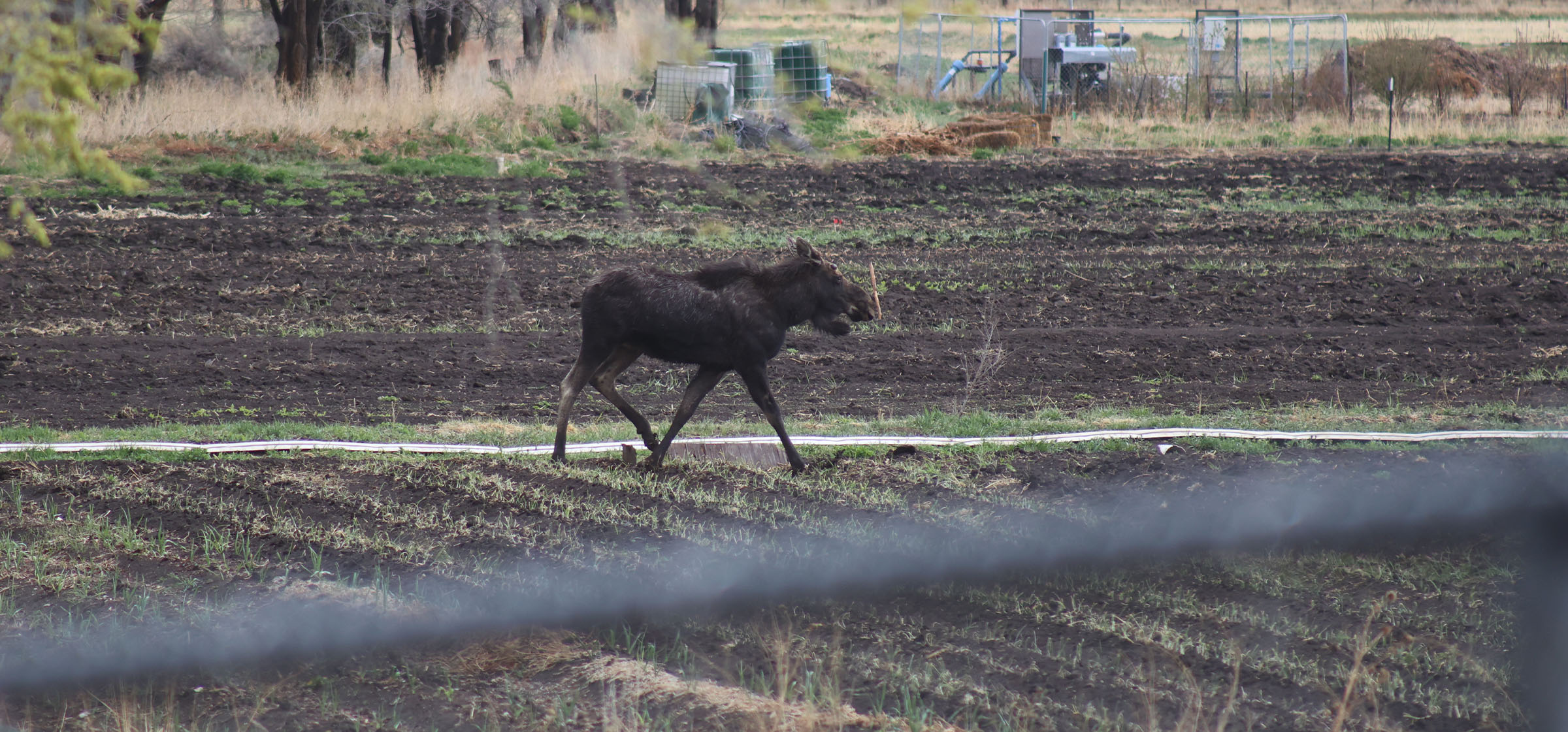 Young moose on the loose in Alamosa - Alamosa Citizen